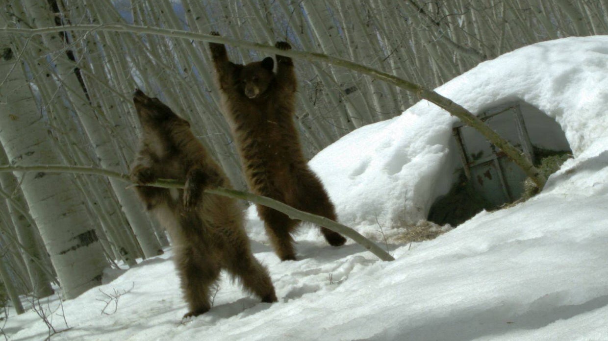 Bear Cub Burned In 416 Fire Wakes Up From Hibernation, Leaves ...
