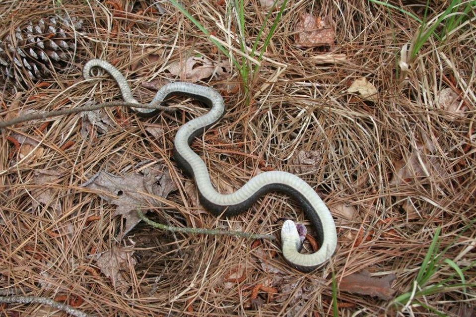 "Zombie snake" found in Eastern U.S. can roll over and play dead - CBS News