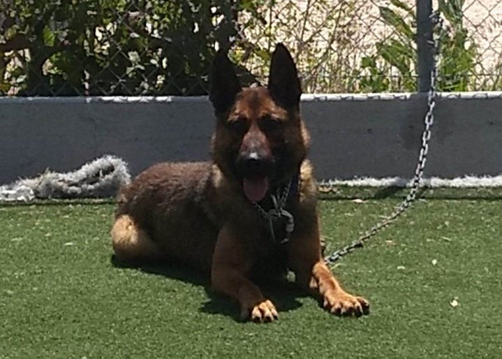 Aurora Police Welcome New K-9 Officer 'Kratos' - CBS Colorado