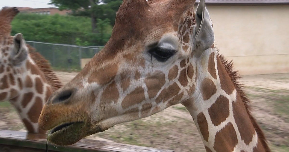 Meet The Team That Keeps The Elmwood Park Zoo Running Like Clockwork ...