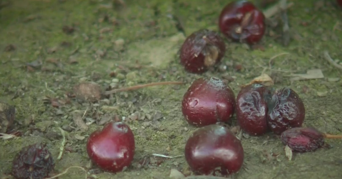 Late Rain And Heat Create Cherry Season Disaster - CBS Sacramento