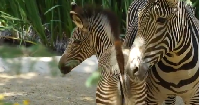 It's A Boy! LA Zoo Welcomes Second Baby Zebra - CBS Los Angeles