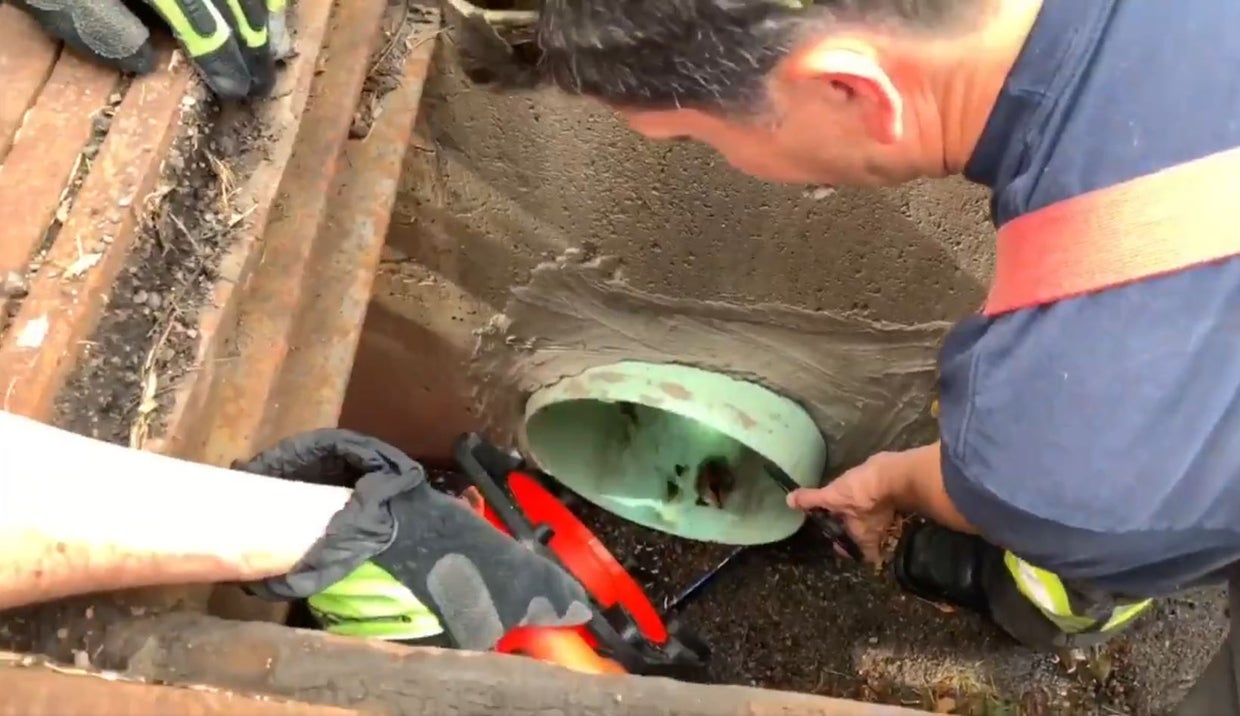 'That Is Genius': Firefighter Uses YouTube Video Of Duck Calls To ...