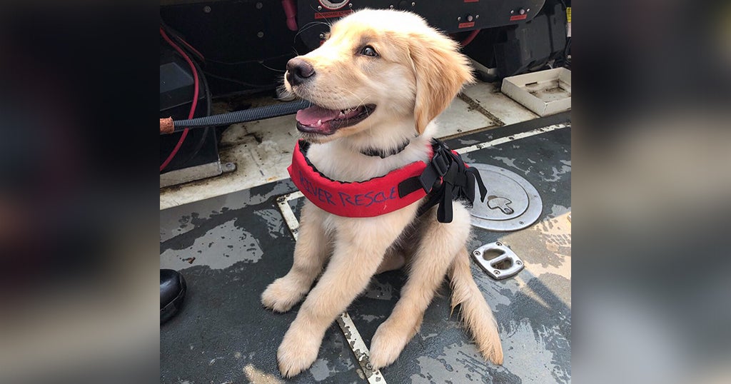 Comfort Puppy Zane Has A PSA About Fourth Of July Celebrations - CBS ...