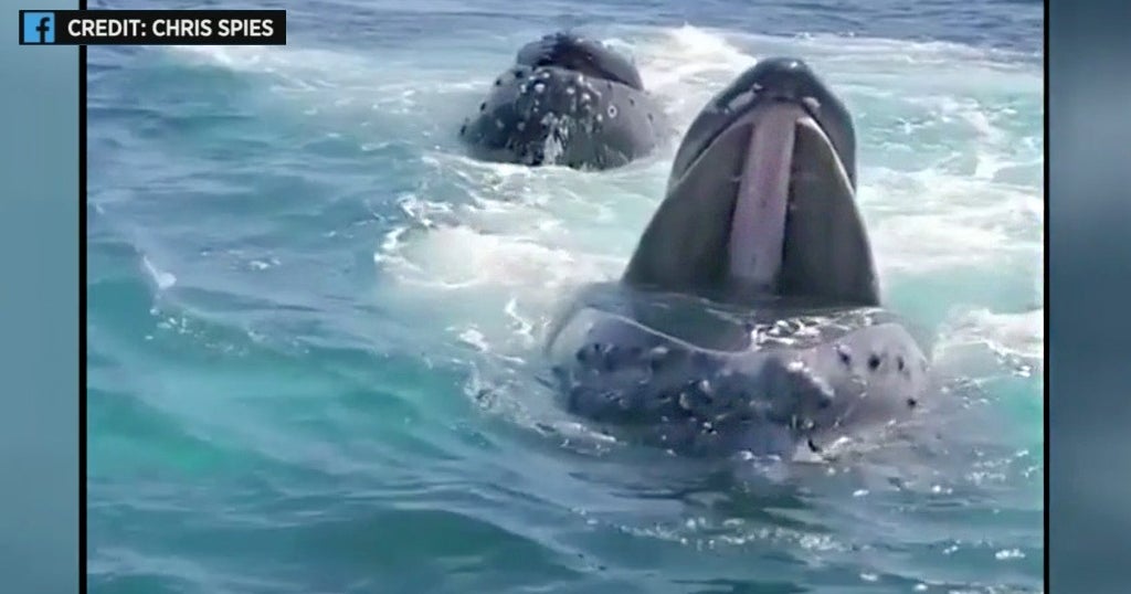 Scientists Excited About Humpback Whales Singing In Waters Off New York ...