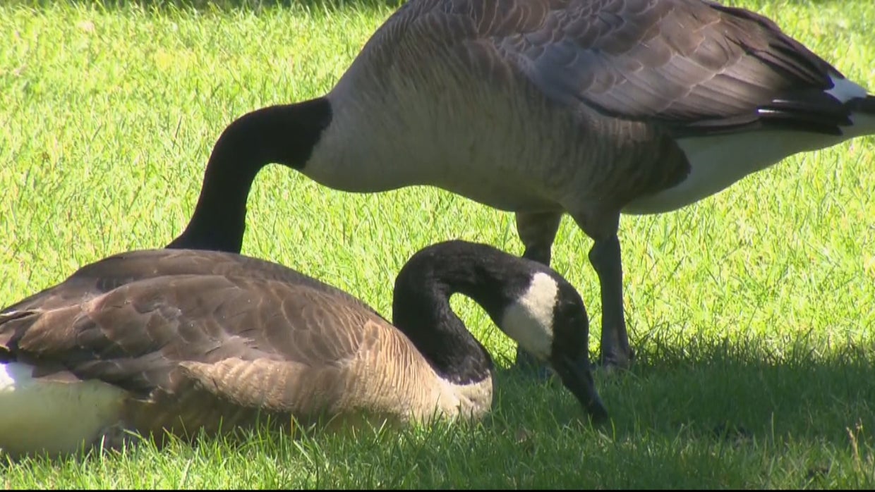 Geese Mitigation: Meeting For City Park Friends And Neighbors Tuesday ...