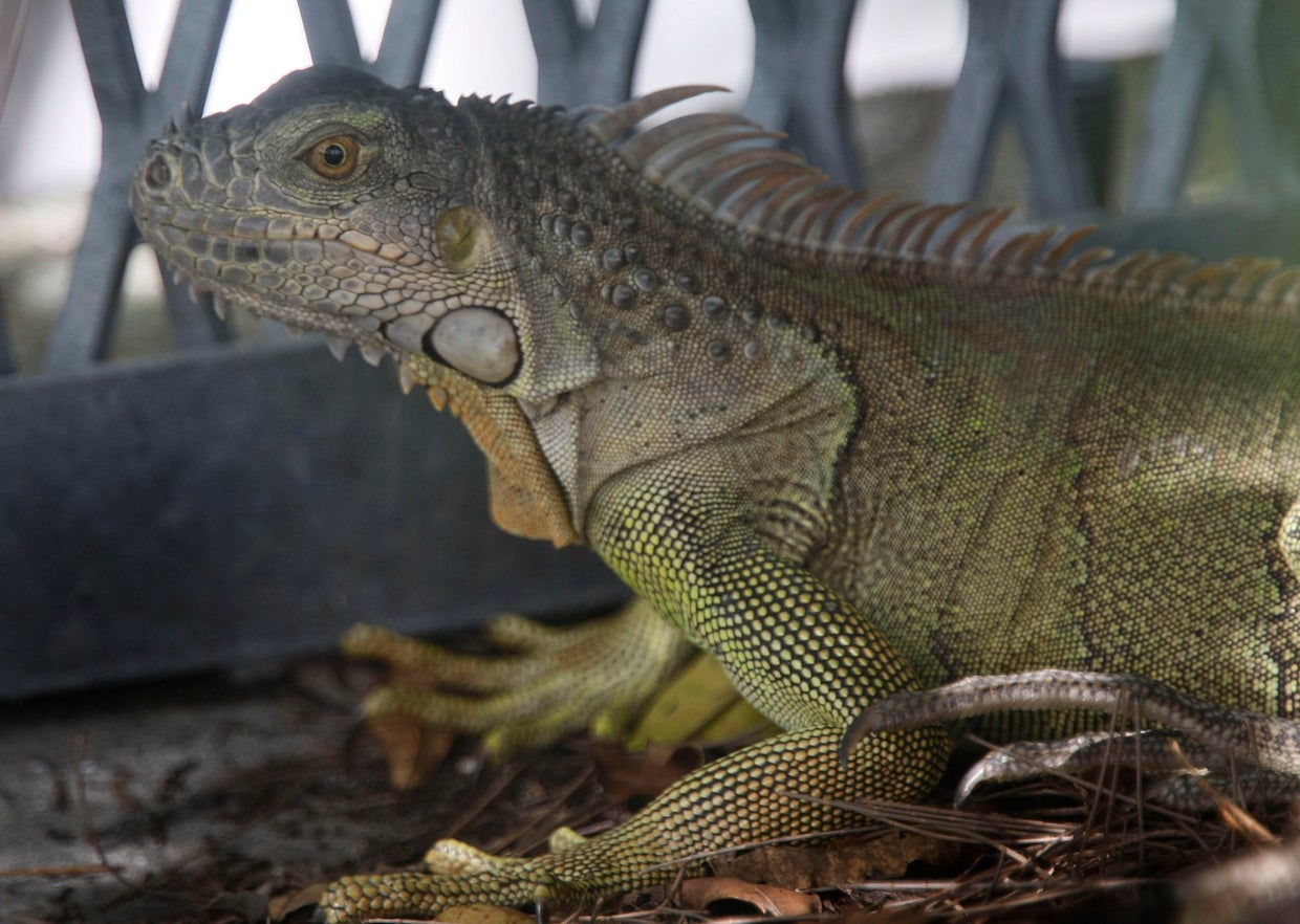 Green iguana Florida: "This isn't the wild west": Florida authorities ...