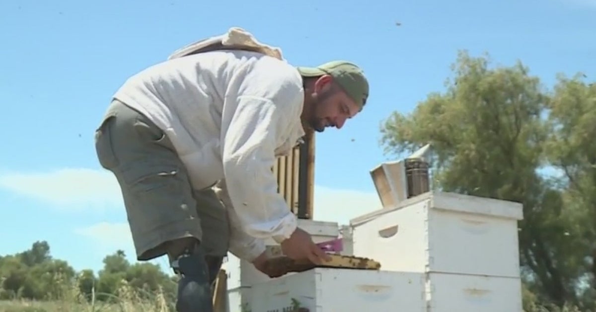 Buzzing With Life: Veteran Finds Passion In Beekeeping - CBS Sacramento