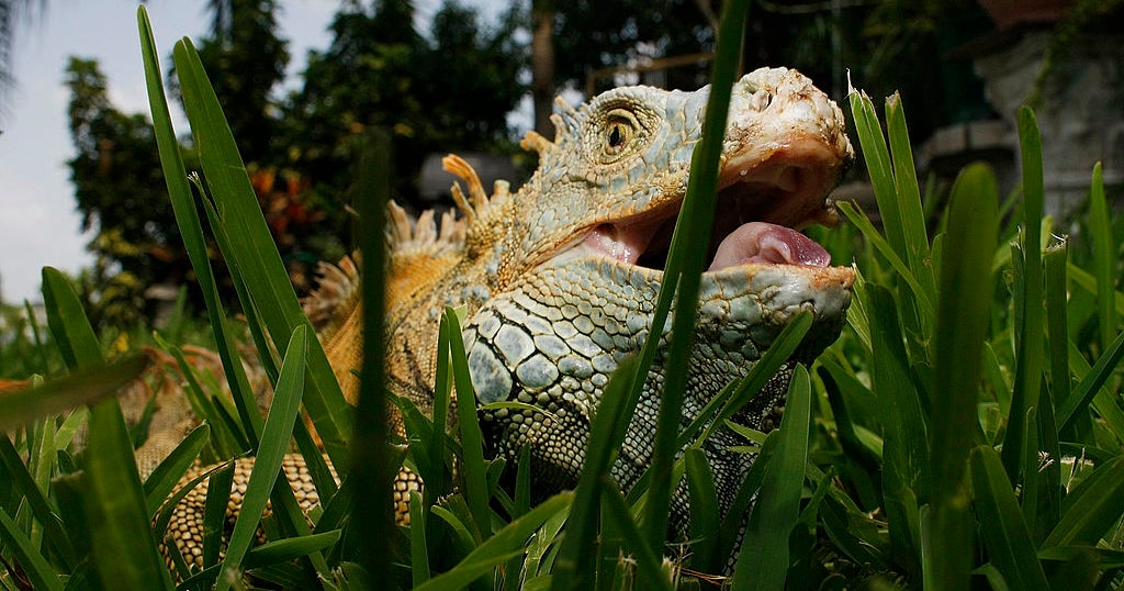 Florida Wildlife Agency Clarifies Message To Kill Invasive Iguanas ...