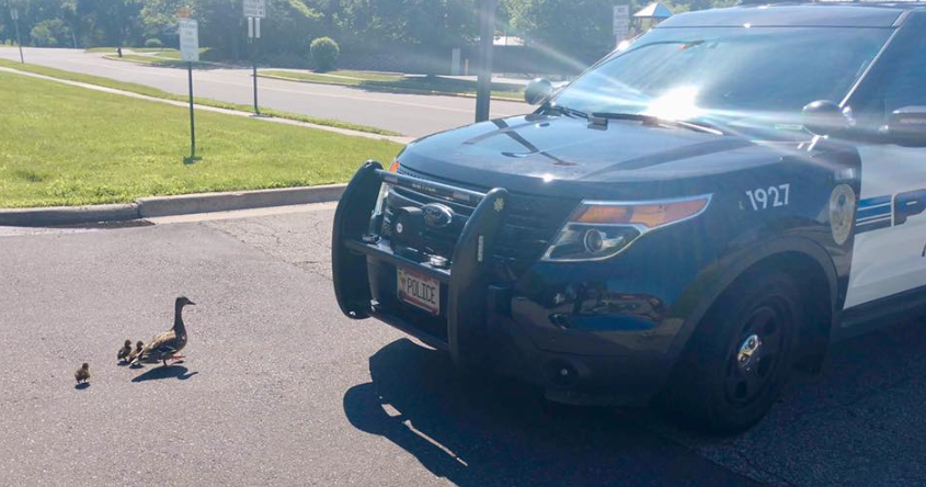 Metro Transit Police Rescue Ducks From Storm Drain - CBS Minnesota
