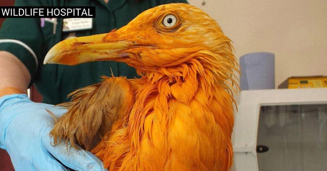 Seagull in the U.K. turned bright orange after falling into a vat of ...