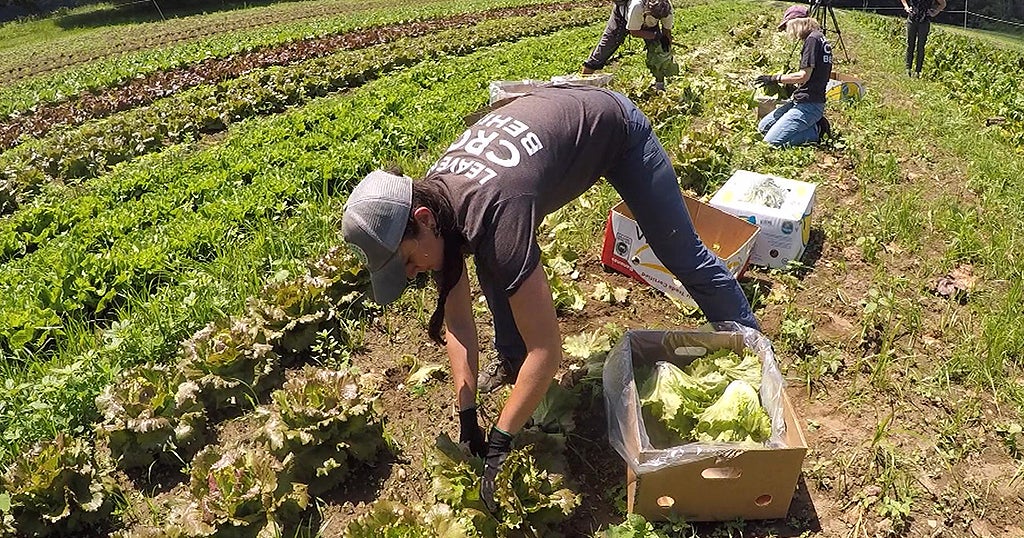 What Is A Gleaner And Why Are They So Necessary? - CBS Boston