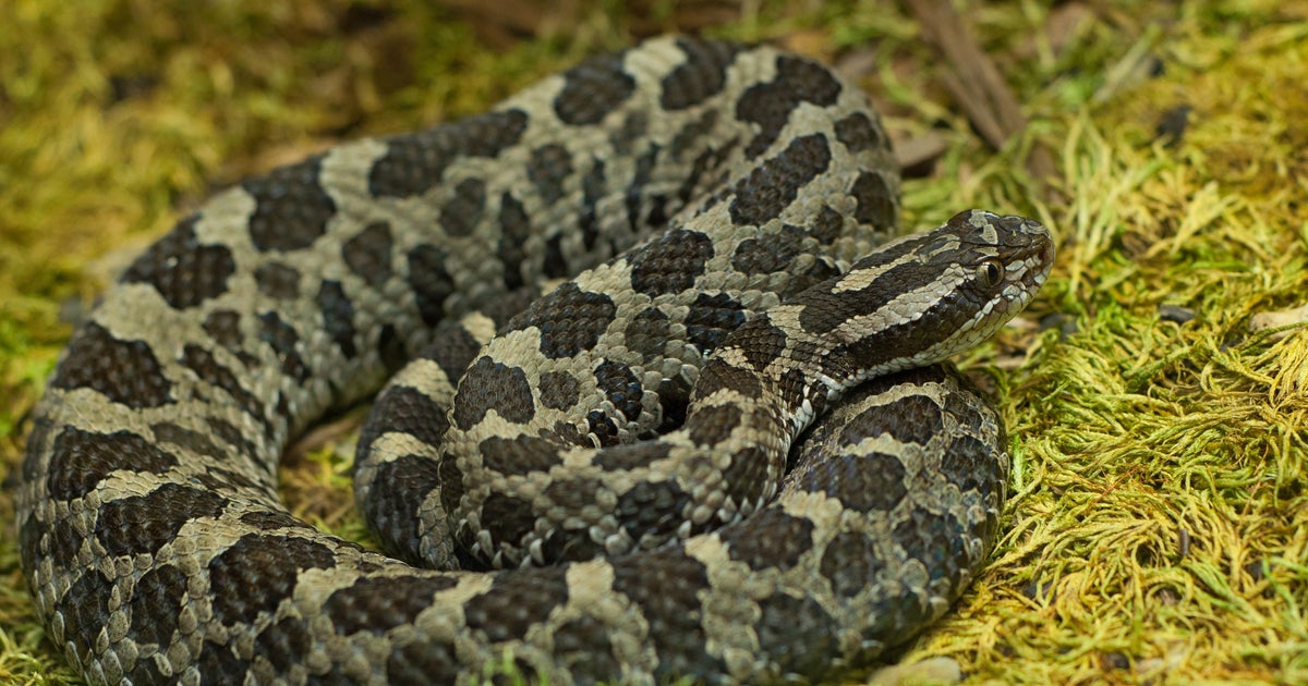Detroit Zoo Sheds Light On Snake Conservation - CBS Detroit