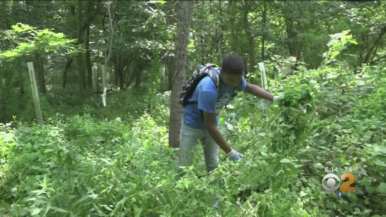 NYC Battling Invasive Species Creeping Across City's Parks - CBS New York