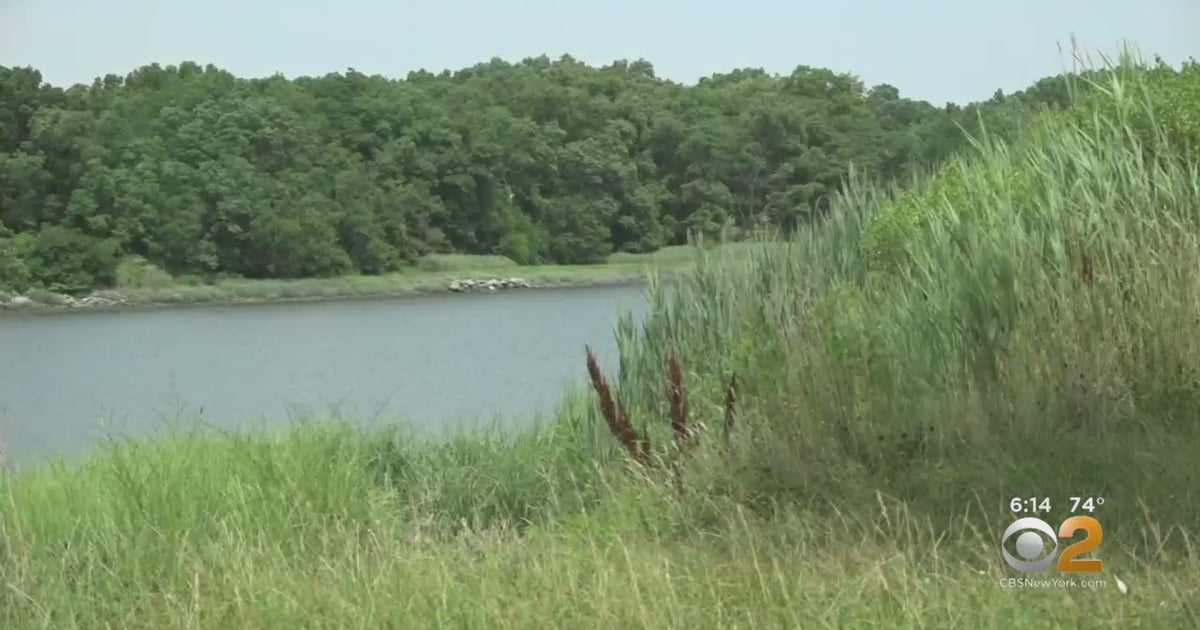 NYC Battling Invasive Species Creeping Across City's Parks - CBS New York