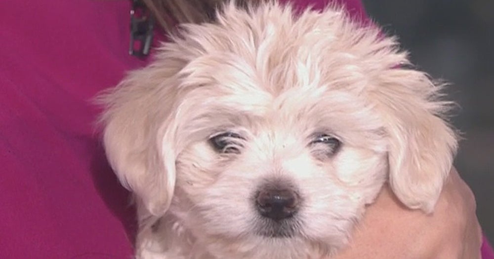 From Cereal Box To Forever Home: Razz Berry Is Adopted - CBS Los Angeles