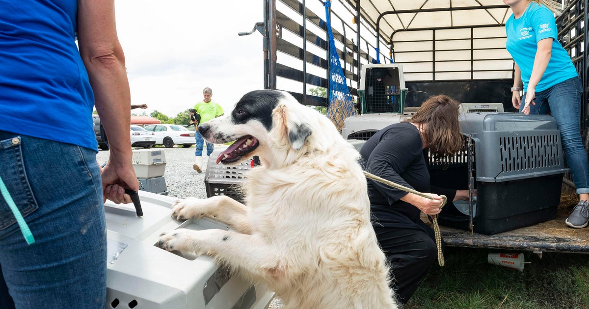 Hurricane Barry: More than 120 dogs and pets rescued from storm's path ...