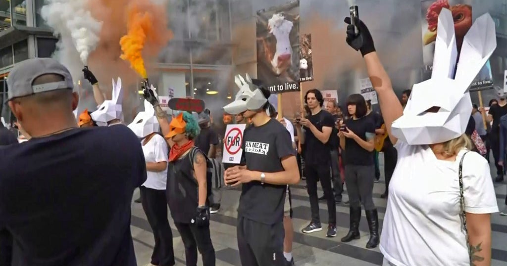Protesters Hired To Oppose Proposed Law Banning Animal Fur Sales - CBS ...