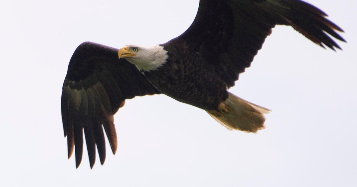 Bald eagle nest eggs spotted on Cape Cod for the first time in 115 ...