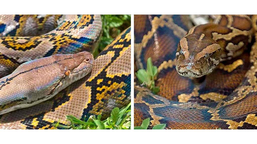 Ginormous Florida Python Tops 200 Pounds & Over 20-Feet Long - CBS Miami