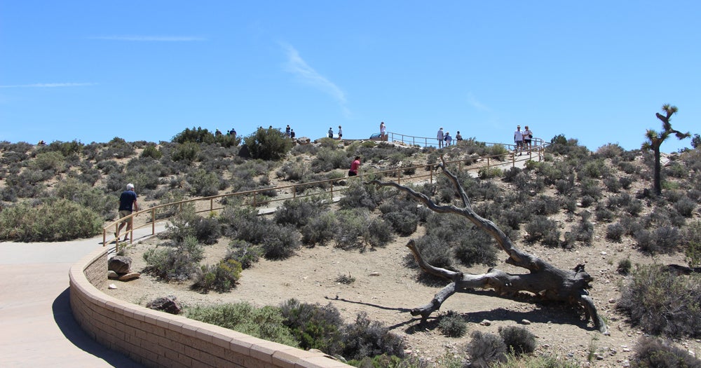 Swarming Bees Shut Down Popular Overlook In Joshua Tree National Park ...