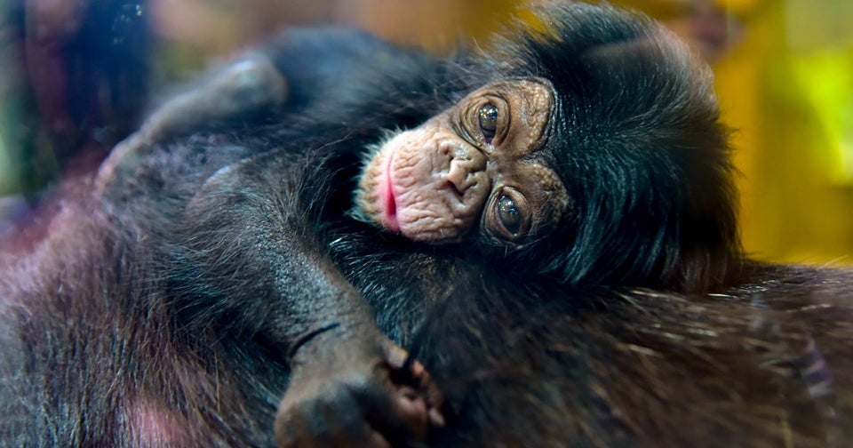 Help Name The New Baby Chimp At The Maryland Zoo - CBS Baltimore