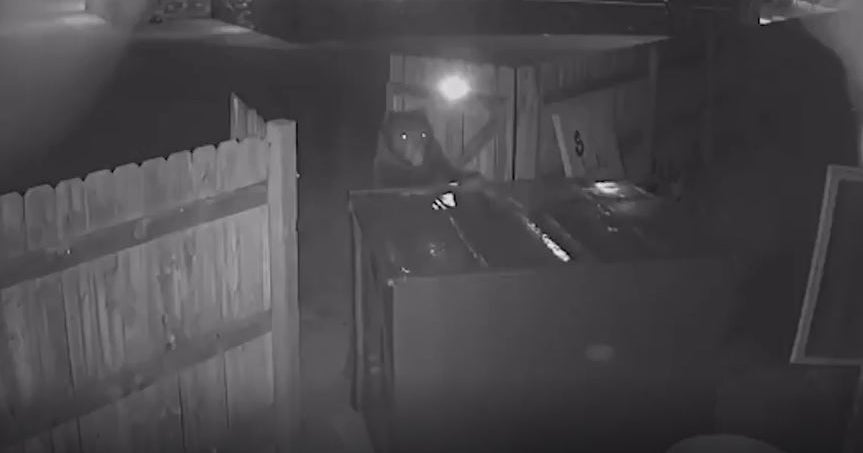 Colorado Bear Video Goes Viral, Featured By Stephen Colbert - CBS Colorado