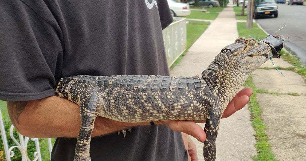 Gator-Gate? 2nd Alligator Found In NYC Area In 4 Days - CBS New York