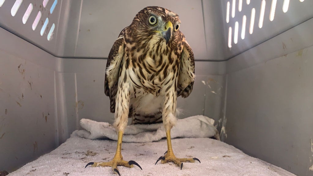 Rescued Cooper's Hawk Flies Back Into The Wild - CBS Miami