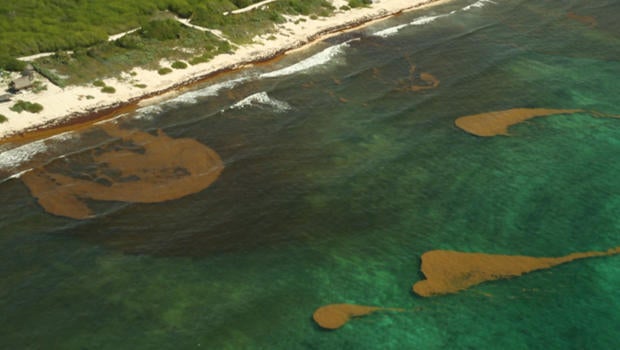 Massive waves of toxic seaweed inundate Yucatan shorelines - CBS News
