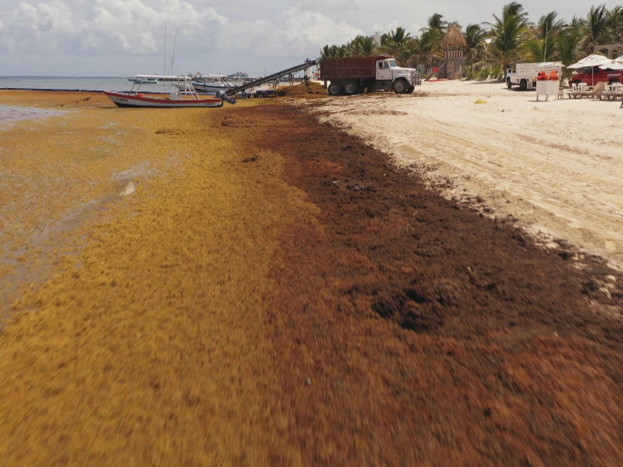 Massive waves of toxic seaweed inundate Yucatan shorelines - CBS News