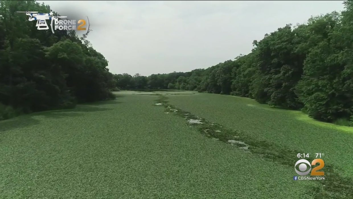 Invasive Water Chestnut Plant Choking The Life Out Of Once-Thriving ...