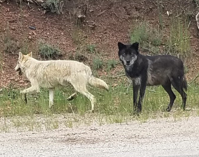 Coyote Wolf Dog Hybrid