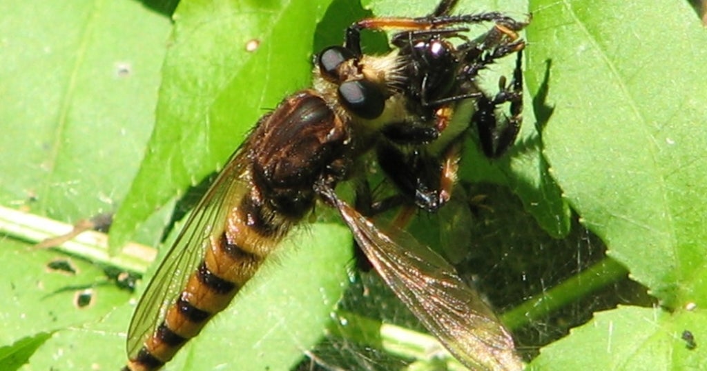 Giant 'Bee Panther' Insect Snacks On Wasps And Bees - CBS Boston