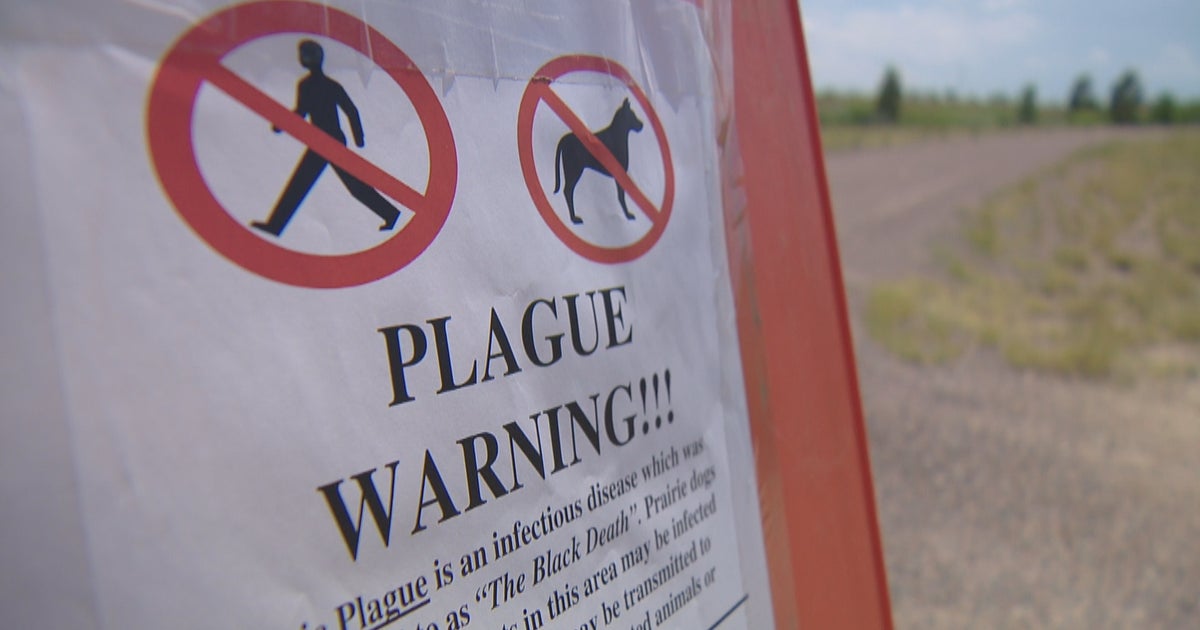 Plague-Infested Areas Closed To Public During Investigation - CBS Colorado