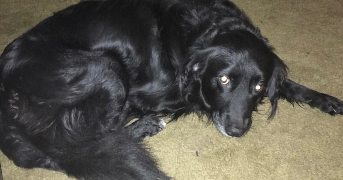Irish Nobleman Pub Offers $1,000 To Family That Adopted Kobe The Dog ...