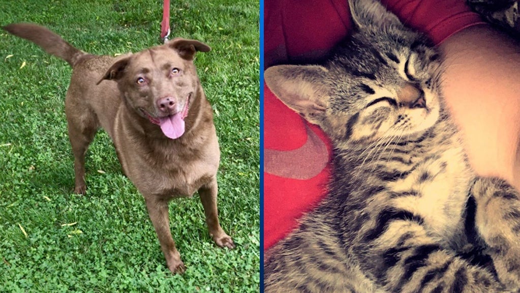 Furry Tails: Lily, Ricky & Angel Are Waiting For Forever Homes - CBS ...