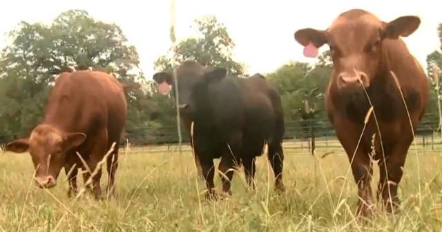 Eat Less Meat To Slow Down Climate Change United Nations Recommends