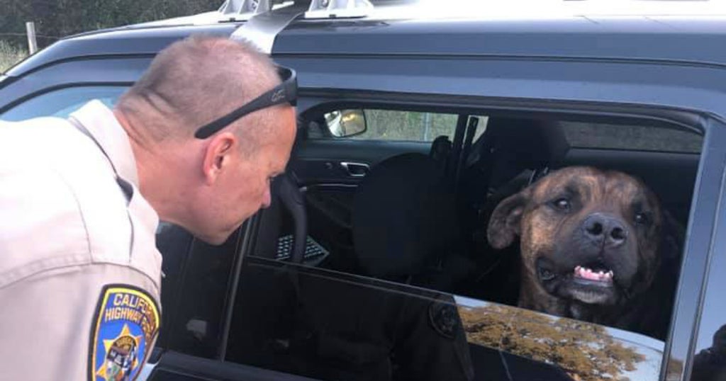 CHP Officer Rescues Dog Kicked Out Of Car On Highway - CBS San Francisco