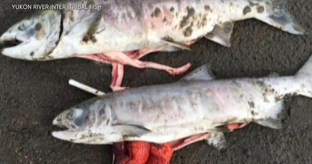 Salmon dying in Alaka's Yukon area possibly linked to climate change ...
