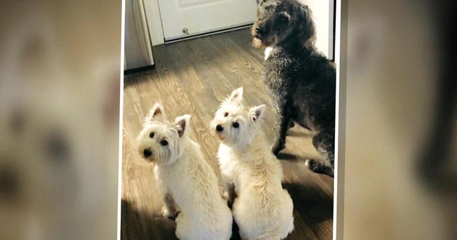 3 dogs die after swimming in pond with blue-green algae - CBS News