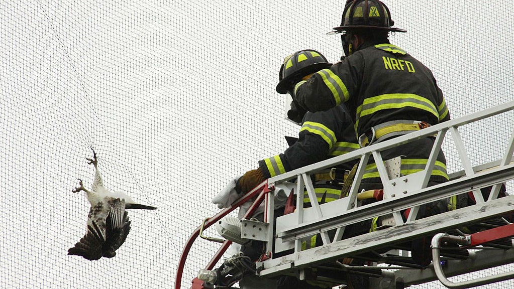 Hawk Stuck In Netting Rescued By North Reading Firefighters - CBS Boston