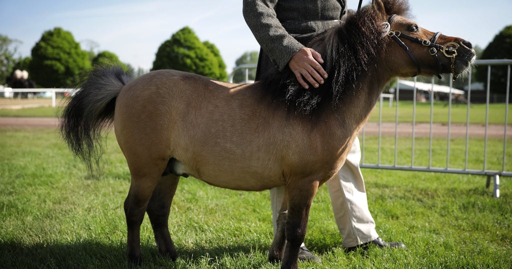 Miniature Horses Cleared For Take Off As Service Animals - CBS Colorado
