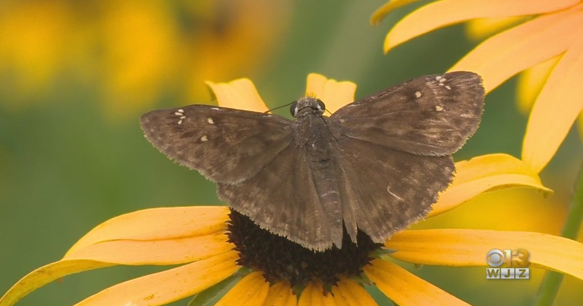 Local Entomologist Working To Preserve Endangered Monarch Butterfly ...