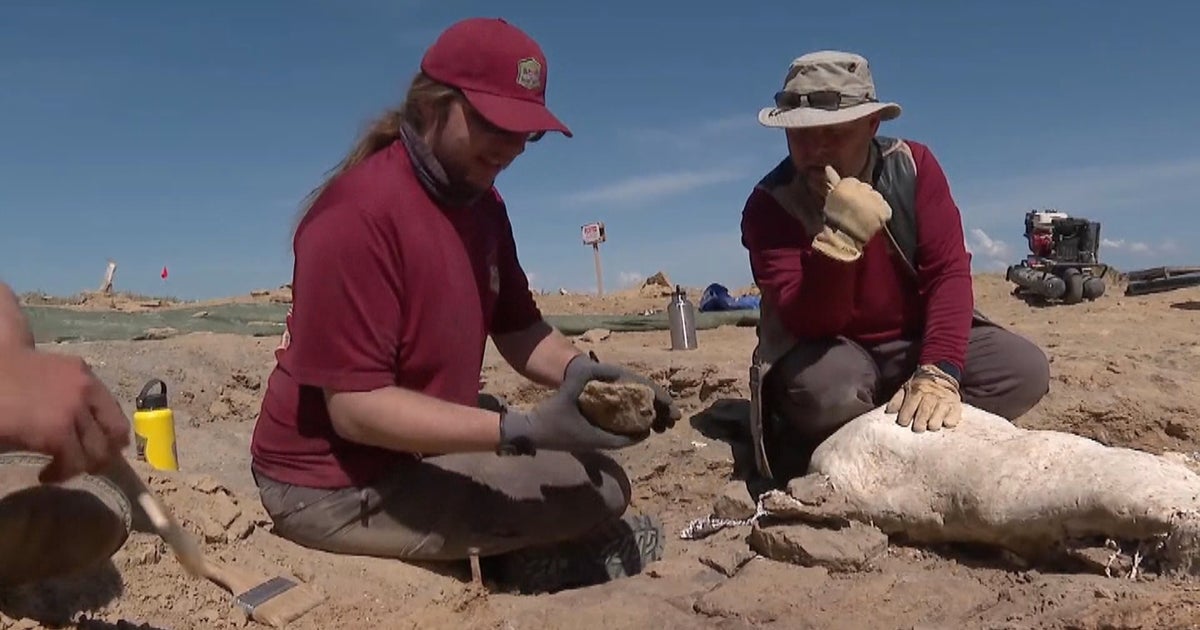 Wyoming Dig Expected To Uncover Fossils From Dozens Of Dinosaurs - CBS ...