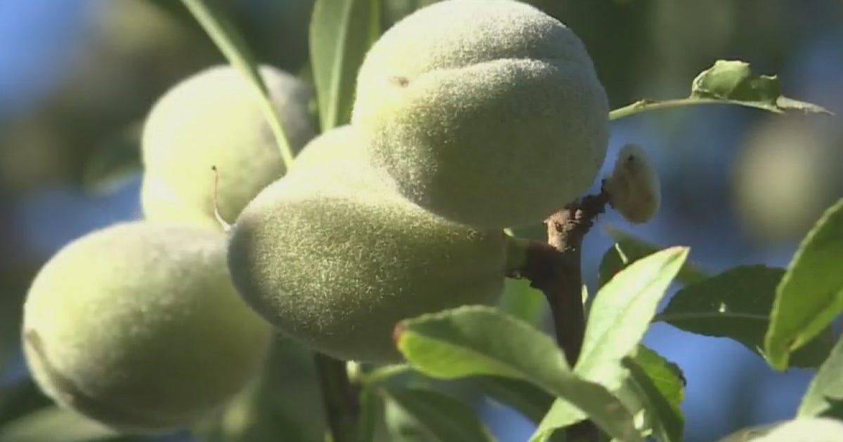 Almond Growers Work To Reduce Dust During Harvest Season - CBS Sacramento