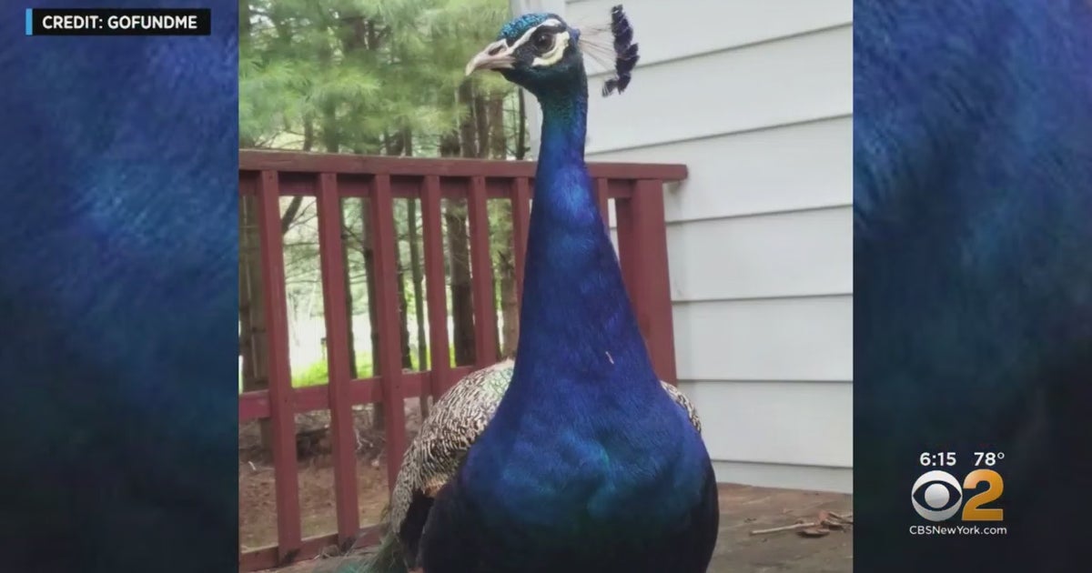 Beloved Neighborhood Peacock Shot And Killed By Unknown Attacker In New ...