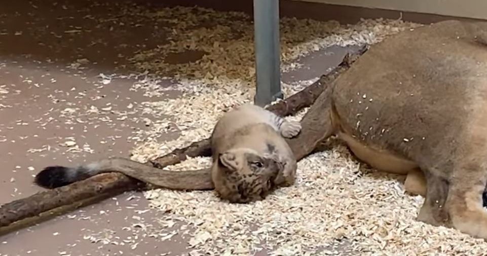 VIDEO: Denver Zoo's New Lion Cub Rolls Around In Den - CBS Colorado