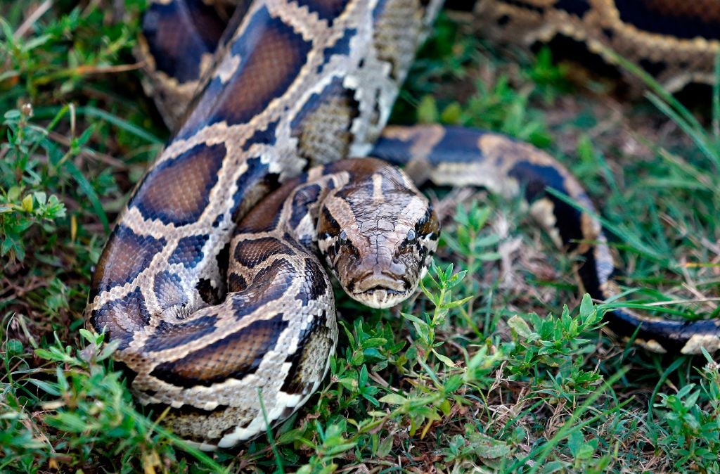 Florida works to cull invasive Burmese python population in the ...