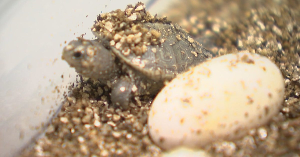 Wetlands Institute Of Stone Harbor Has Preserved Ecosystem For 50 Years ...